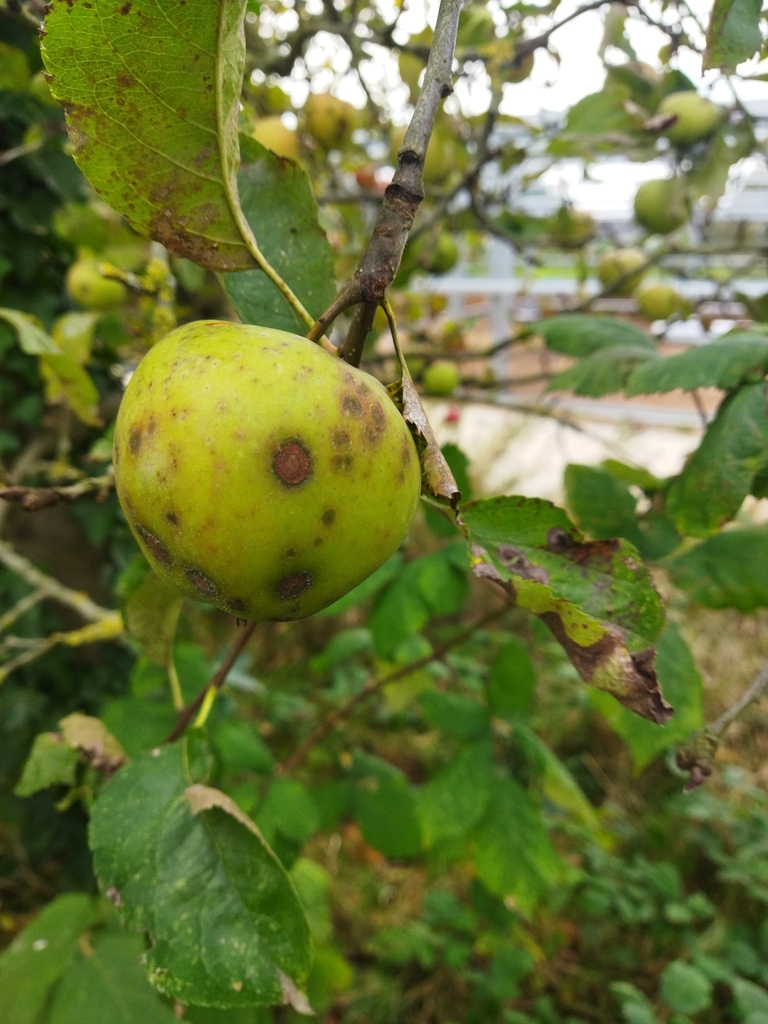 Apple Scab from gembloux on October 14, 2023 by elisabeth-cabaraux ...