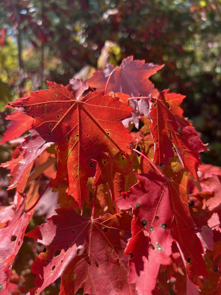Eastern Red Maple from Pisgah National Forest, Morganton, NC, US on ...