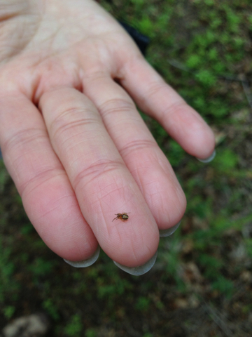 Araneoid Spiders from Thompson Island, Boston Harbor Islands ...