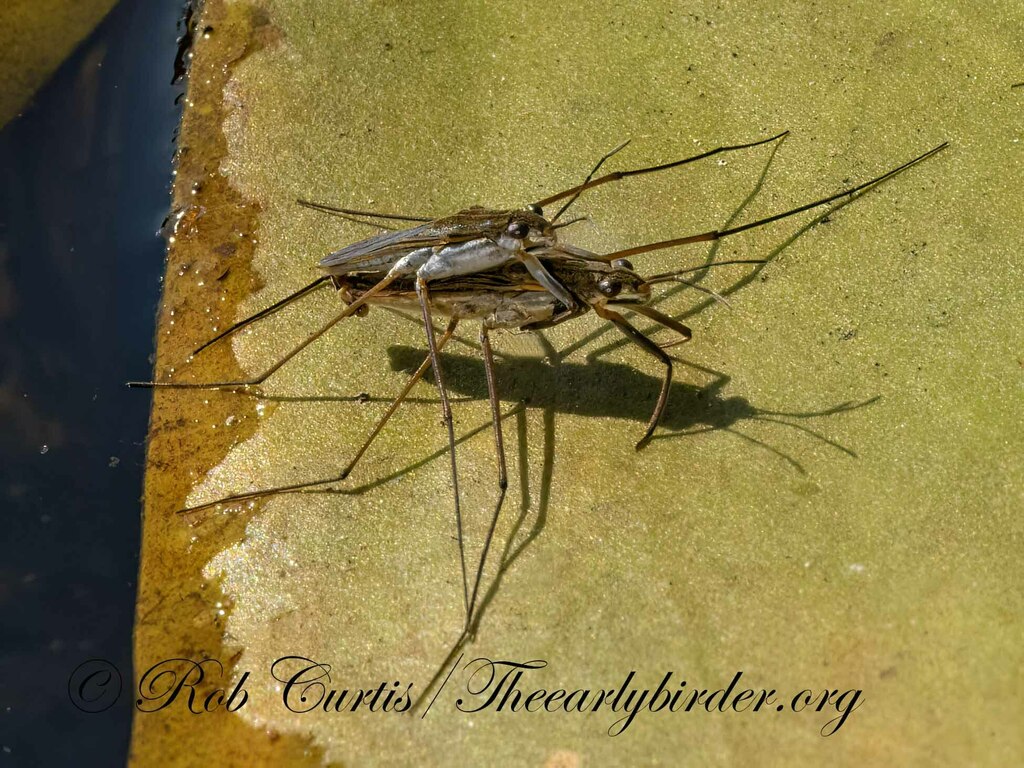 Gerris from Lake County, IL, USA on August 16, 2023 at 03:35 PM by ...