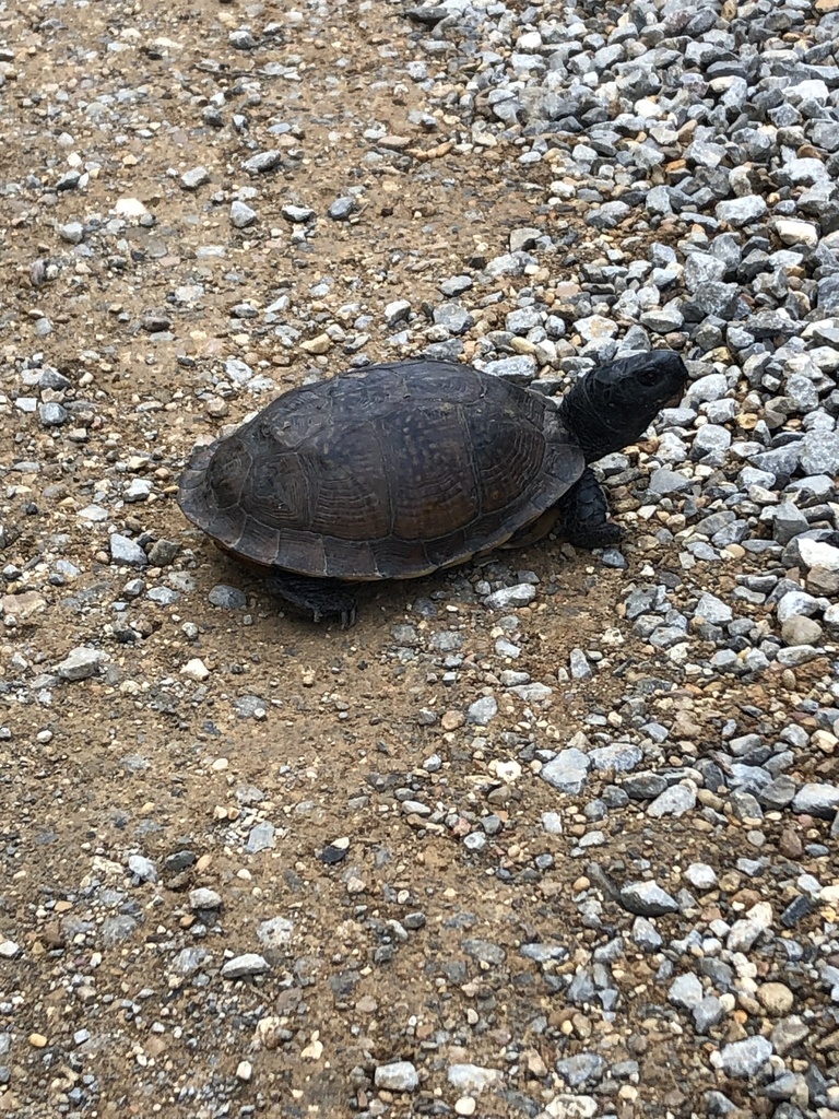 Gulf Coast Box Turtle in October 2023 by Rachel Anderson · iNaturalist