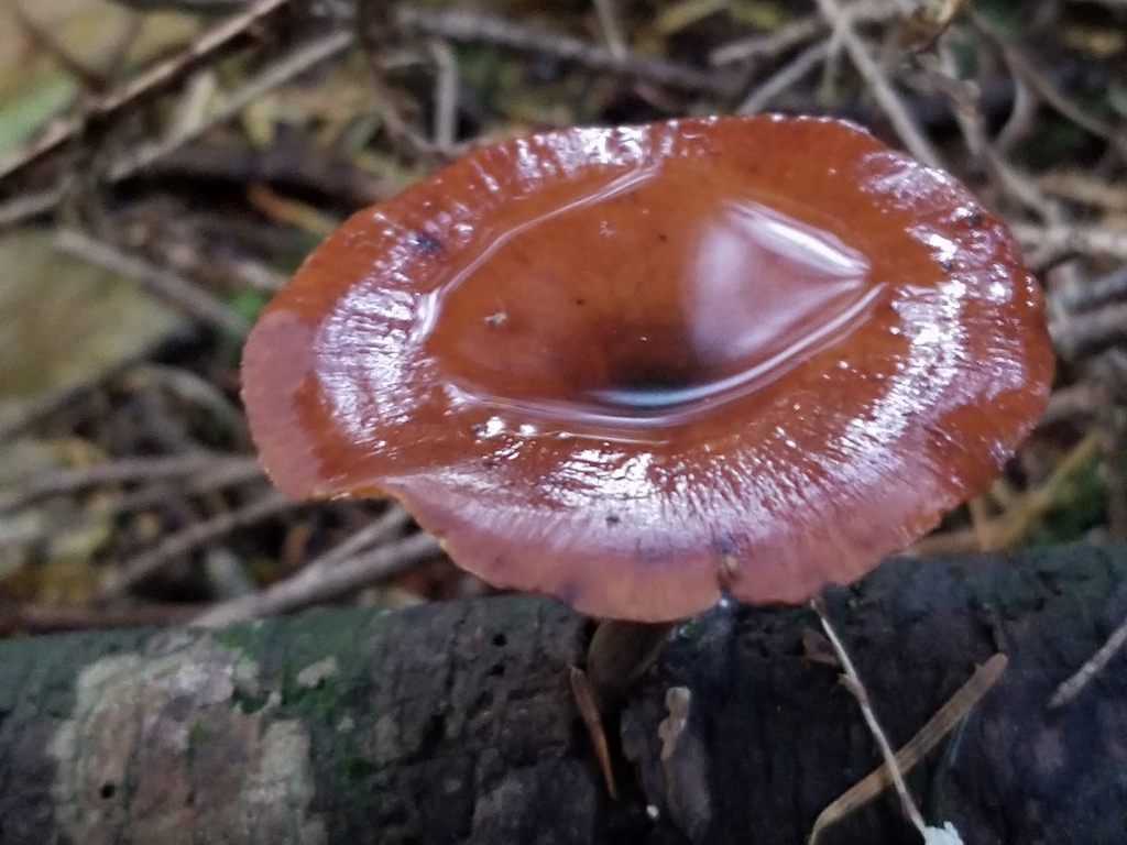 Bay Polypore from Union Hill-Novelty Hill, WA, USA on November 15, 2020 ...