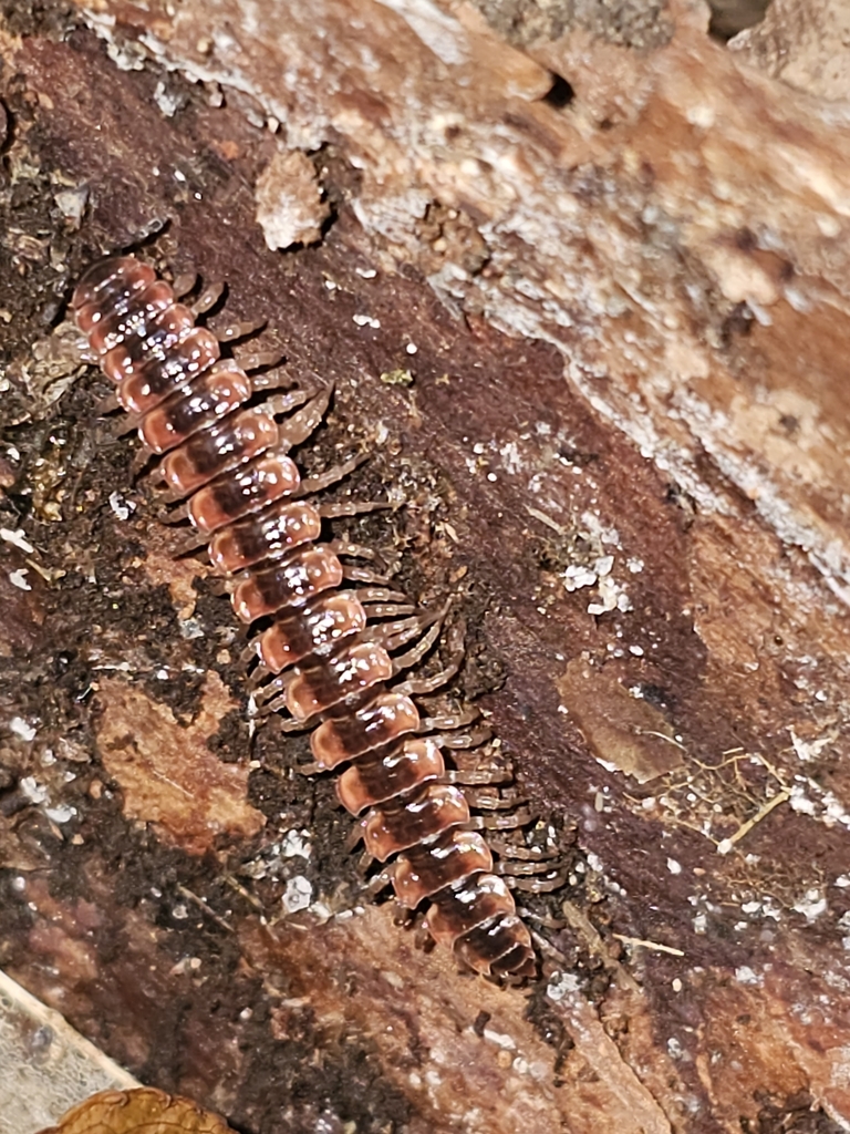 Canadian Flat-back from Gerry, NY 14740, USA on October 3, 2023 at 05: ...