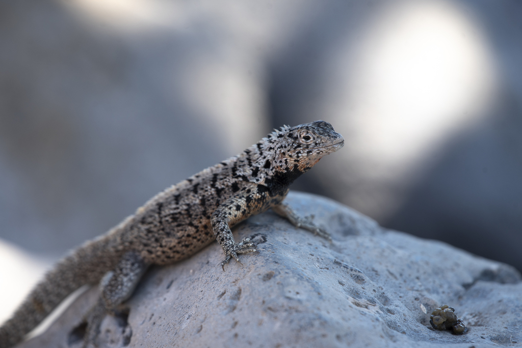 Santa Fe Lava Lizard from Santa Fé Island, Ecuador on August 16, 2023 ...