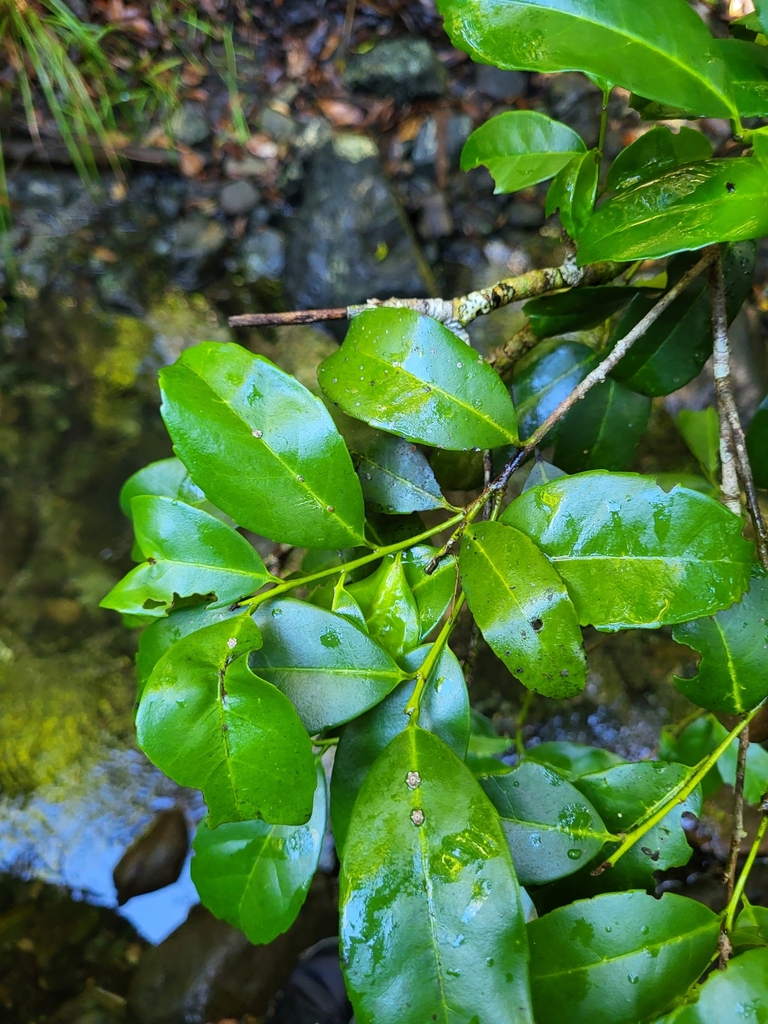 Ilex nitida from Torre, Sabana Grande 00637, Puerto Rico on October 14 ...