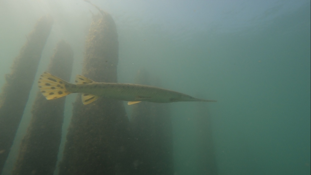 Longnose Gar from Saint Clair River, Port Huron, MI, US on May 15, 2023 ...