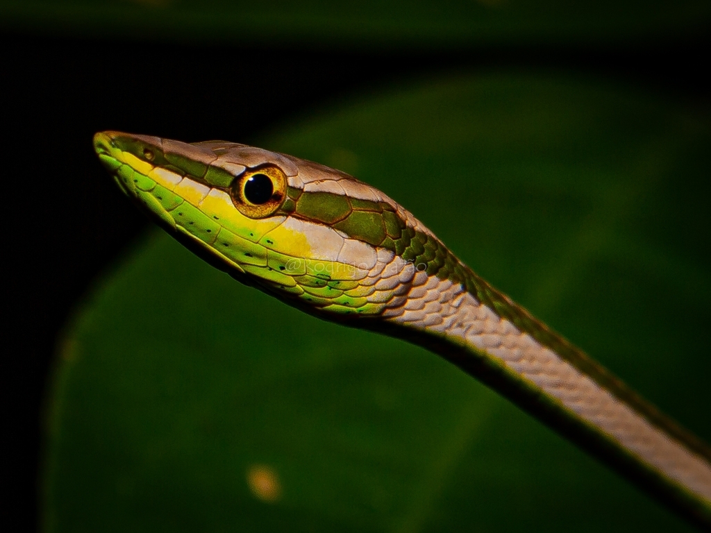Striped Sharpnose Snake from Museu da Amazônia - MUSA on October 14 ...