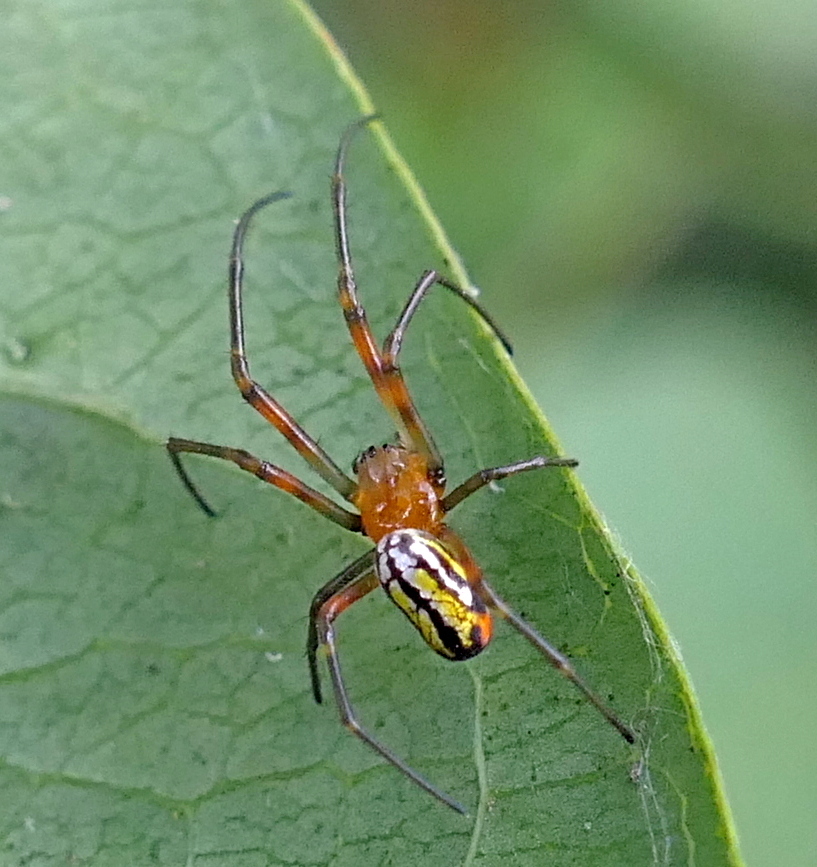 Orchard Spiders and Allies from Zona rural de Paudalho - Pernambuco on ...