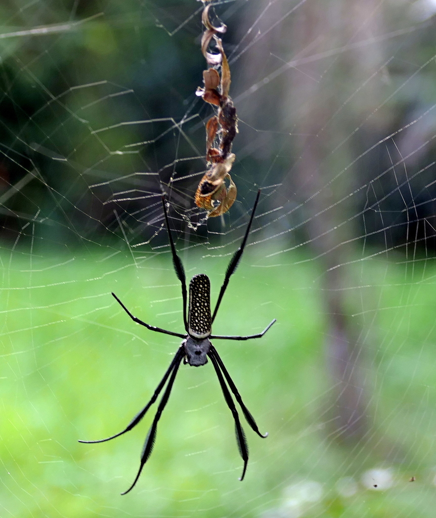 Golden Silk Spider from Zona rural de Paudalho - Pernambuco on ...