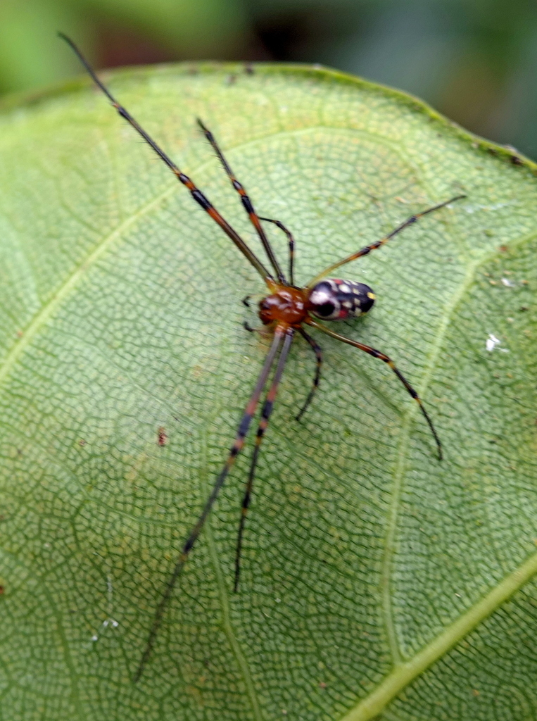 Orchard Spiders and Allies from Zona rural de Paudalho - Pernambuco on ...