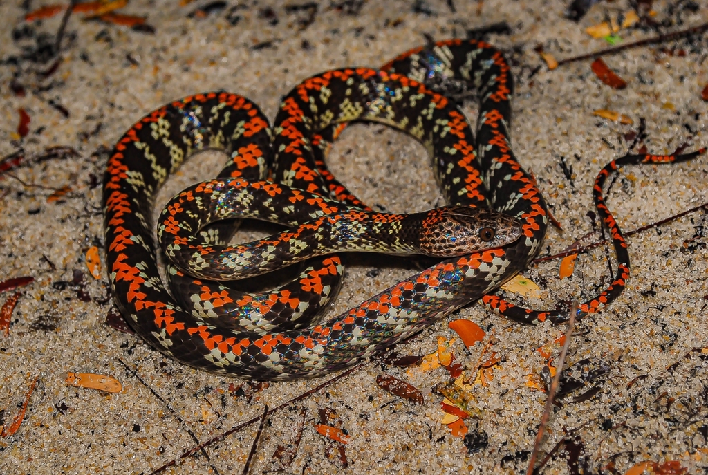 Panama Spotted Night Snake from Manaus - AM, Brasil on April 24, 2011 ...