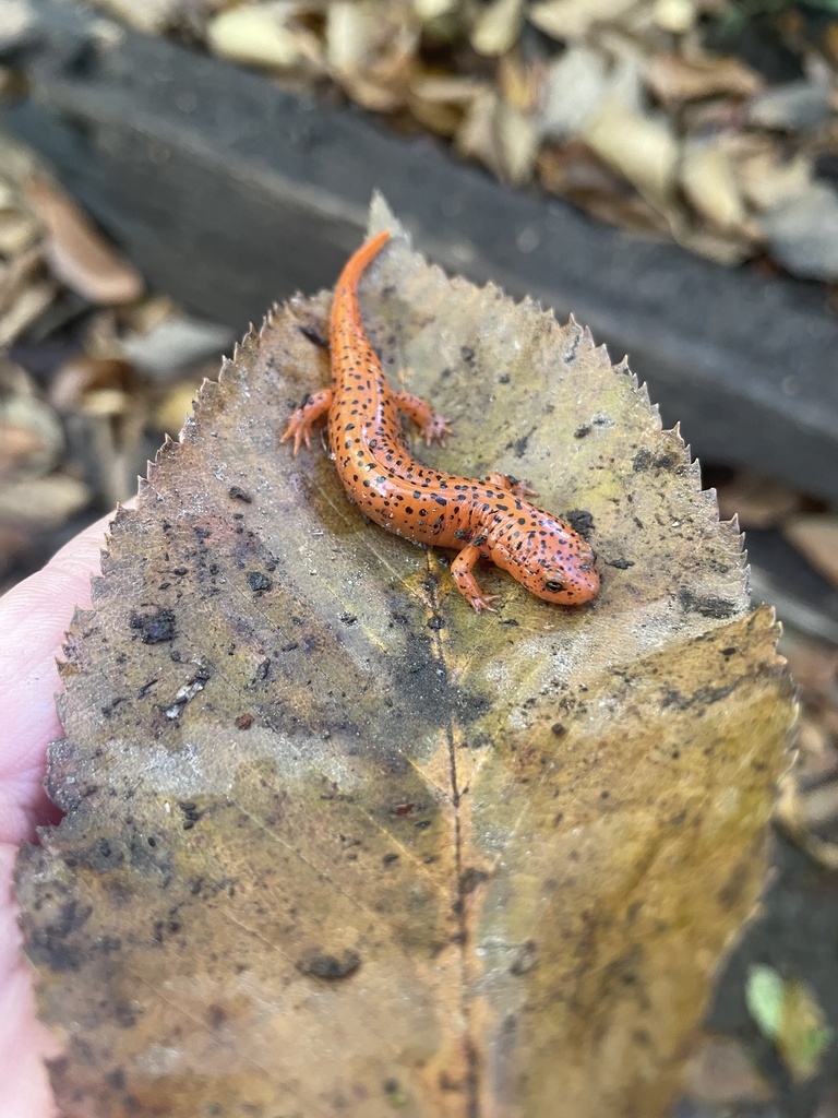 Red Salamander from Hidden Valley Cir, Boone, NC, US on October 14 ...