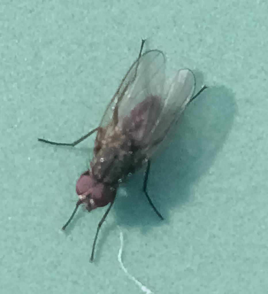 Root-maggot Flies from Montreal, QC H4H 1R8, Canada on October 14, 2023 ...