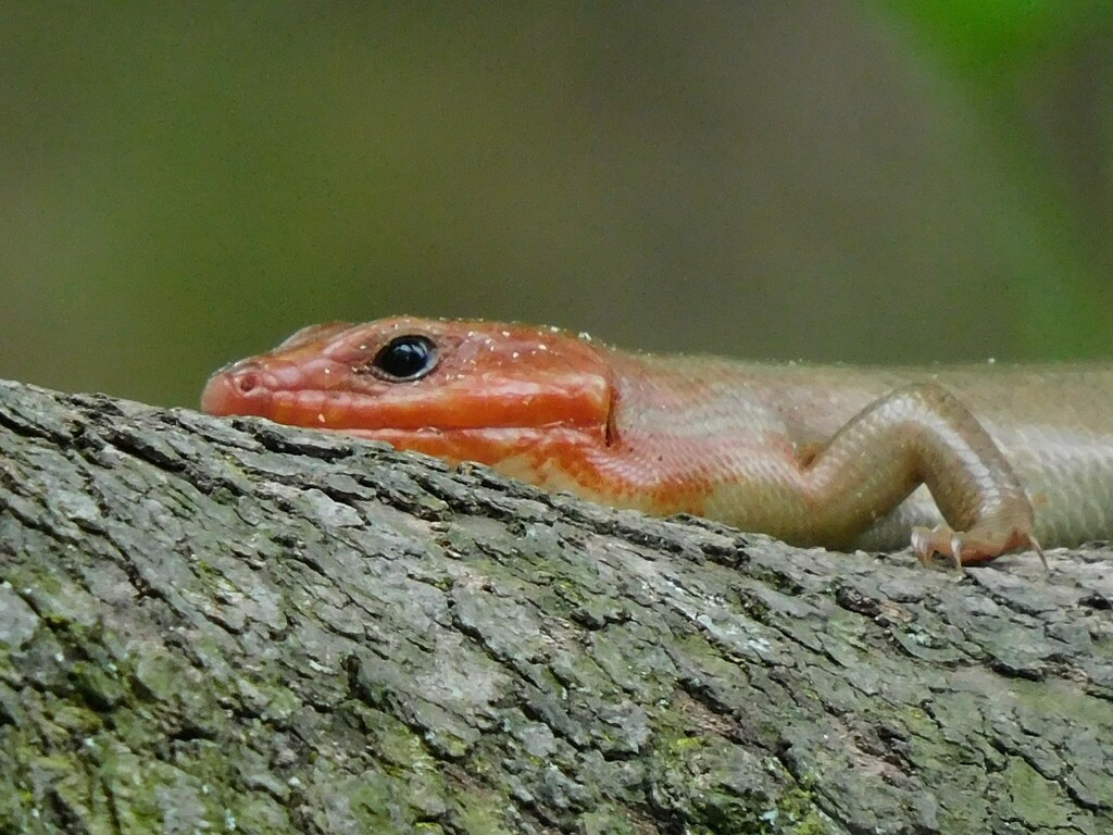 Broad-headed Skink from Lake Shore, MD 21122, USA on May 28, 2023 at 01 ...