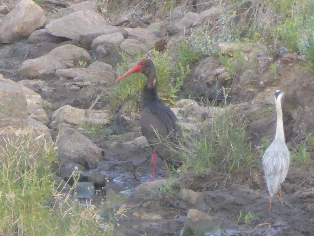 Black Stork from Kruger Park, South Africa on October 14, 2023 at 06:07 ...