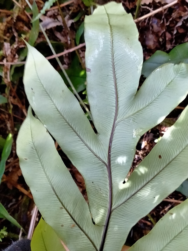 Waterfall fern from Auckland Islands Nature Reserve, Auckland islands ...