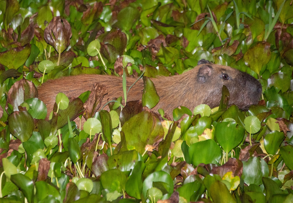 Lesser Capybara (Hydrochoerus isthmius) - Know Your Mammals