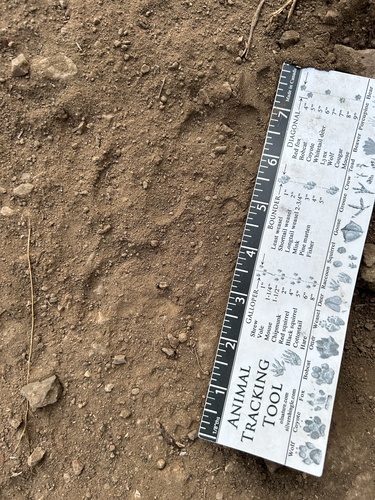 Mountain Lion Tracks – NatureTracking