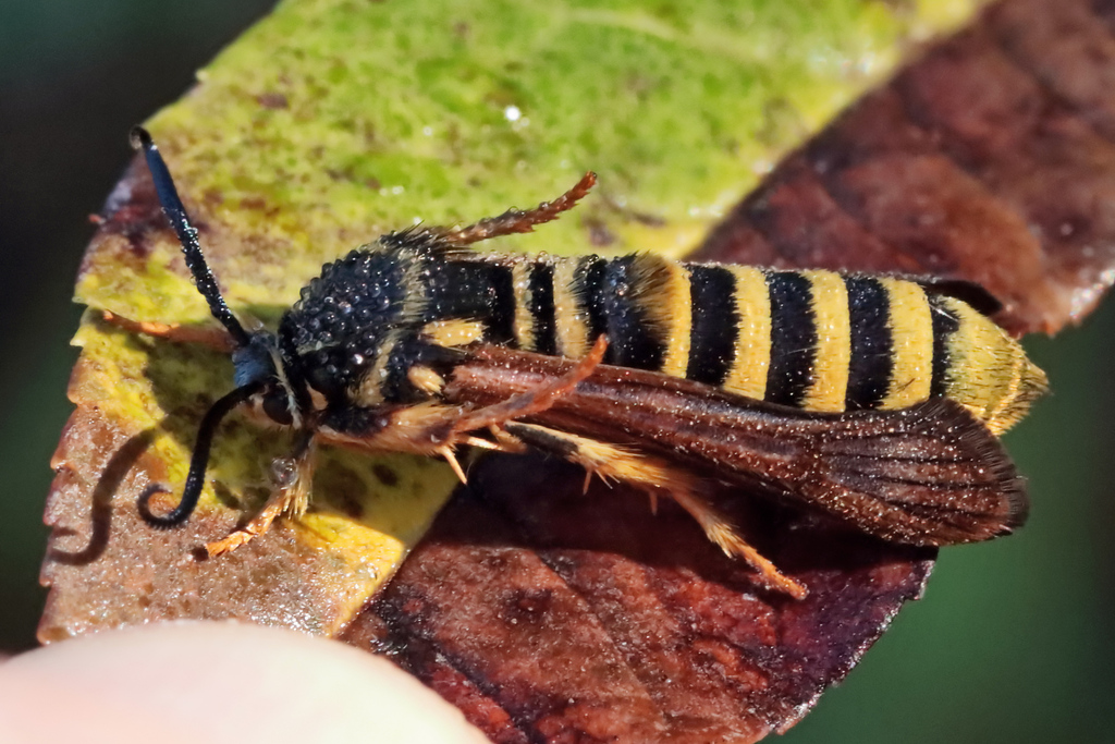 Raspberry Crown Borer from Camp Creek Greenway Trail, Lilburn, GA 30047 ...