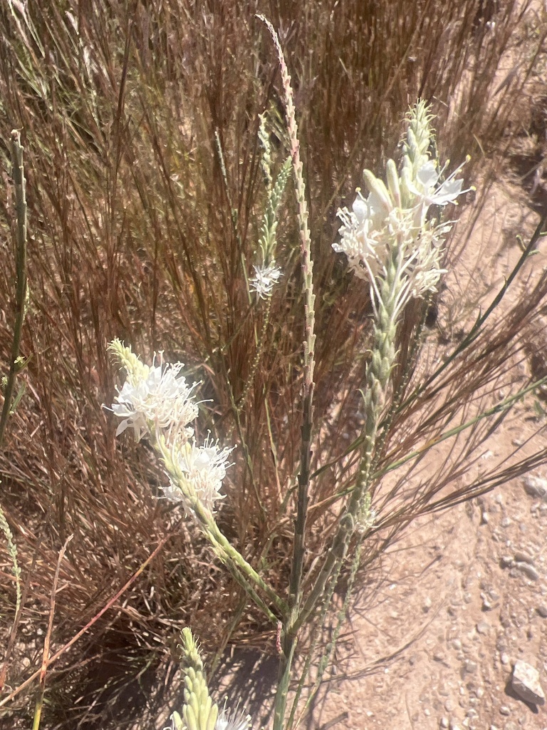 False Gaura from Freedom, OK, US on October 14, 2023 at 01:18 PM by ...