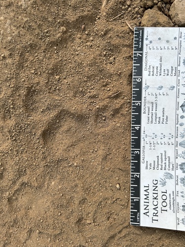 Mountain Lion Tracks – NatureTracking