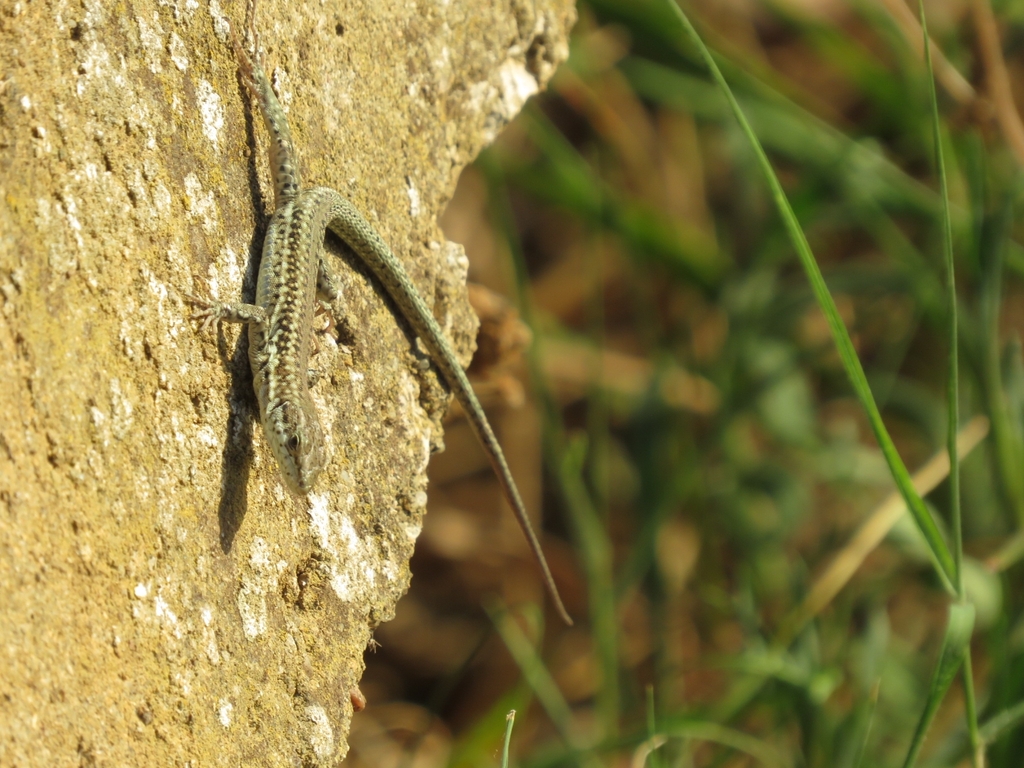 Green Iberian Wall Lizard from 2090 Alpiarça, Portugal on October 14 ...