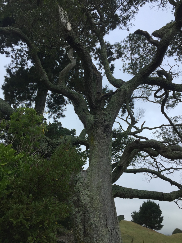 Pōkākā from Otaihanga, Paraparaumu, New Zealand on March 13, 2019 at 02 ...