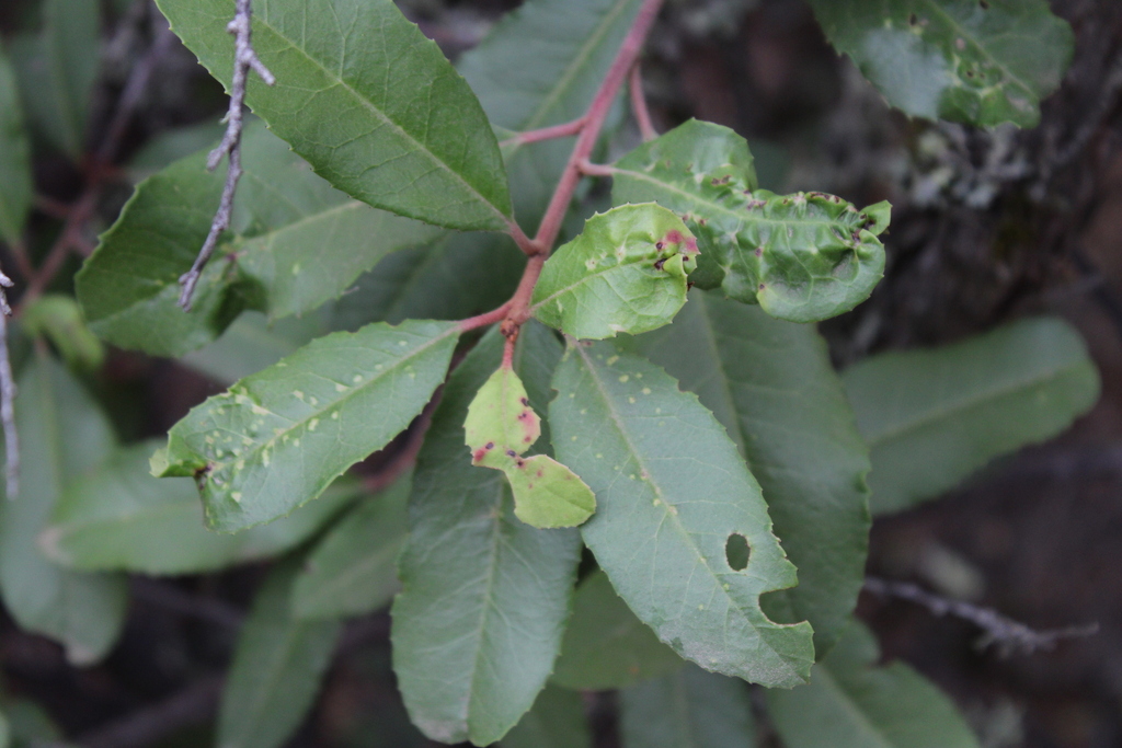 toyon gall thrips from Mt Tamalpais, California 94941, USA on October 9 ...