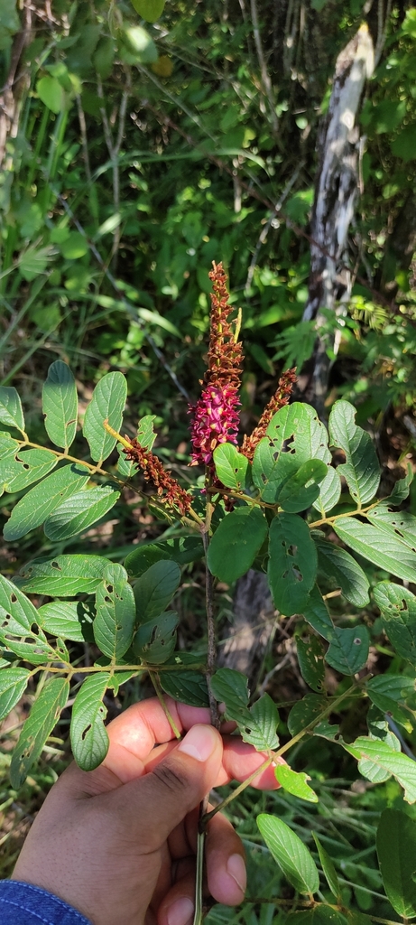 Lonchocarpus rugosus from 24207 Camp., México on October 12, 2023 at 01 ...