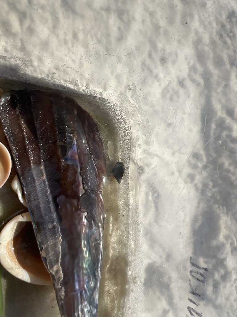 Periwinkle Snails from Fort Matanzas National Monument, Saint Augustine ...