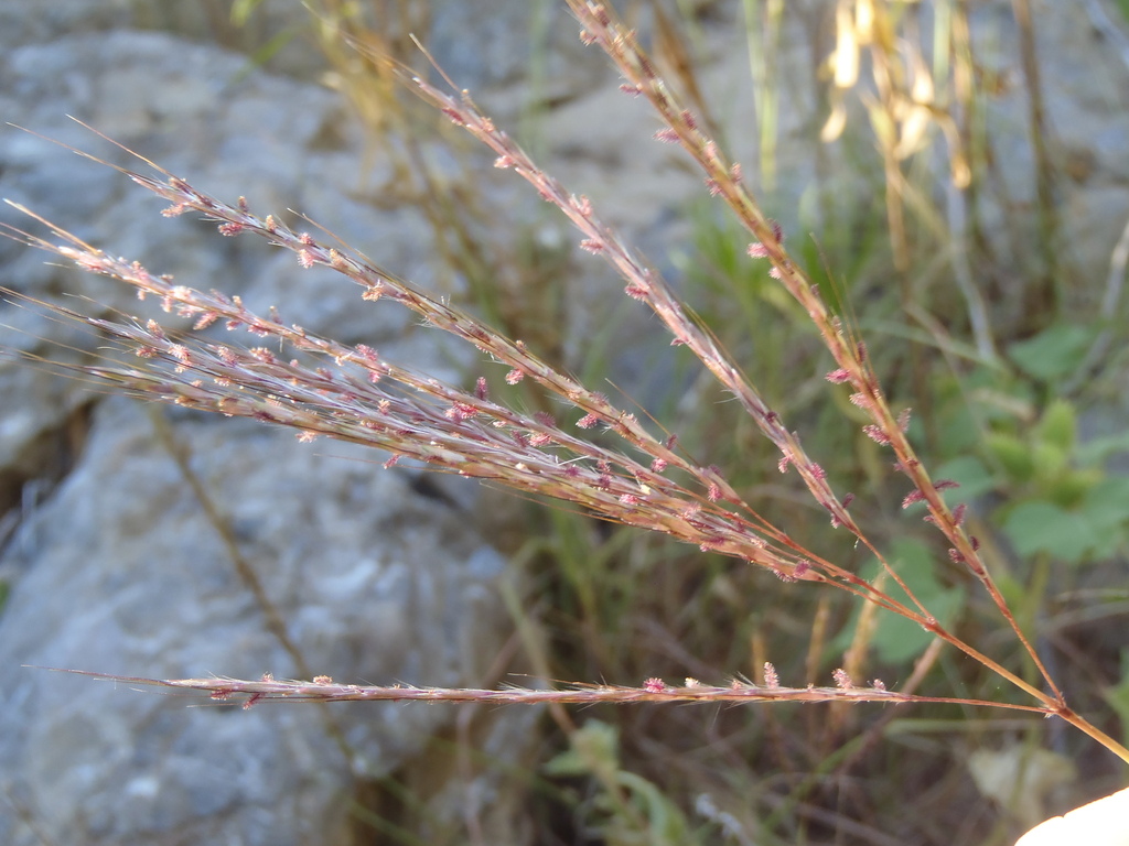 King Ranch bluestem from Pima County, AZ, USA on October 11, 2023 at 08 ...