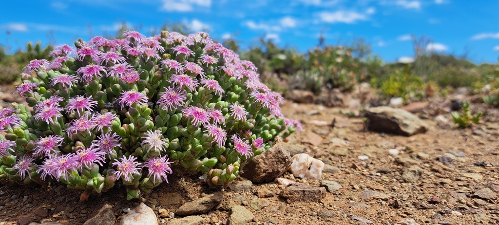 Ruschia inclusa in October 2023 by liesl_vorster. Identified specimens ...