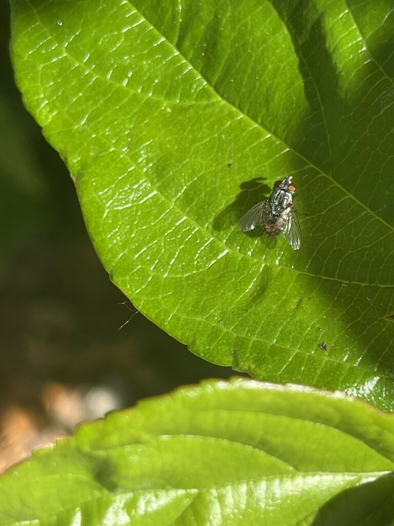 Calyptrate Flies from Lake County, FL, USA on September 3, 2023 at 04: ...