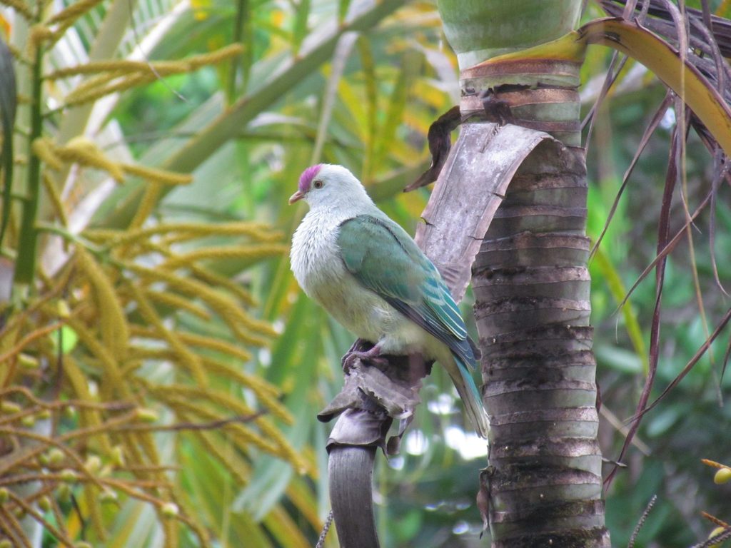 Cook Islands Fruit-Dove in February 2018 by Joanne · iNaturalist