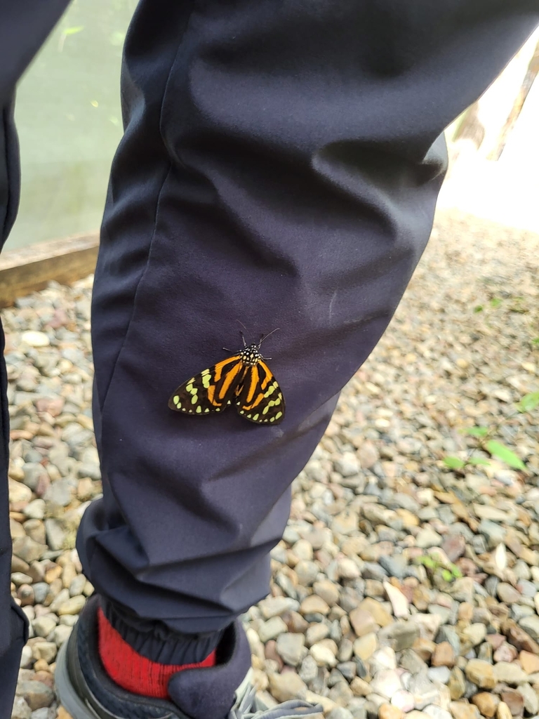 Chetone angulosa from Belize District, Belize on September 28, 2023 at ...