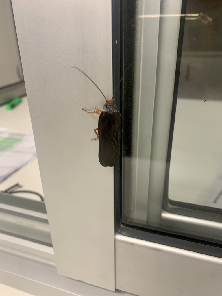 Red-headed Cockroach from University of the Western Cape, Bellville, WC ...