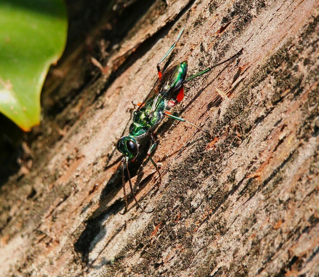 Emerald Cockroach Wasp from Lomas del Valle, Zapopan, Jal. on October ...