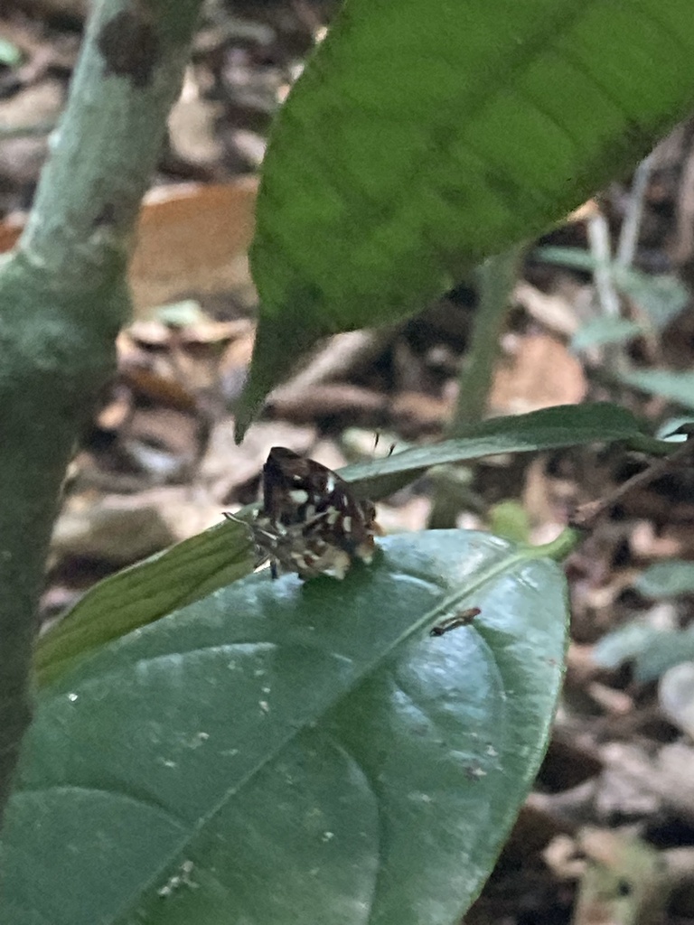 Sarota chrysus from Parque Nacional Yasuní, Orellana, Orellana, EC on ...