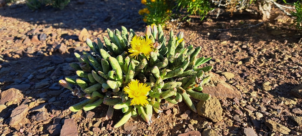 Hereroa latipetala from Breede River DC, South Africa on October 13 ...