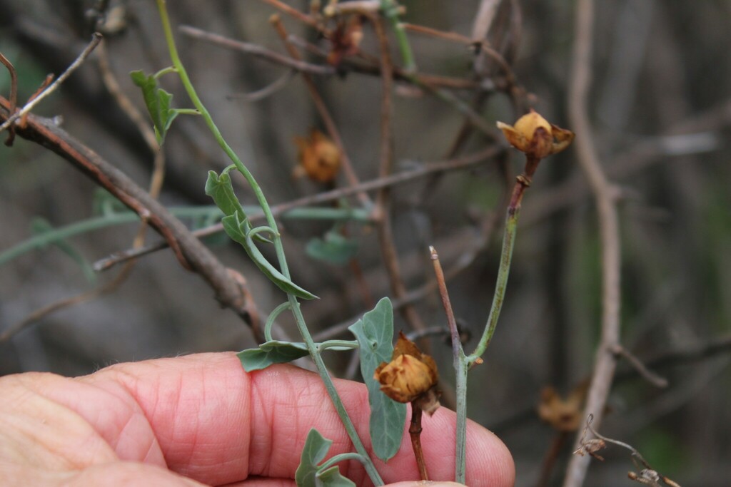 Pacific False Bindweed from Mt Tamalpais, California 94941, USA on ...