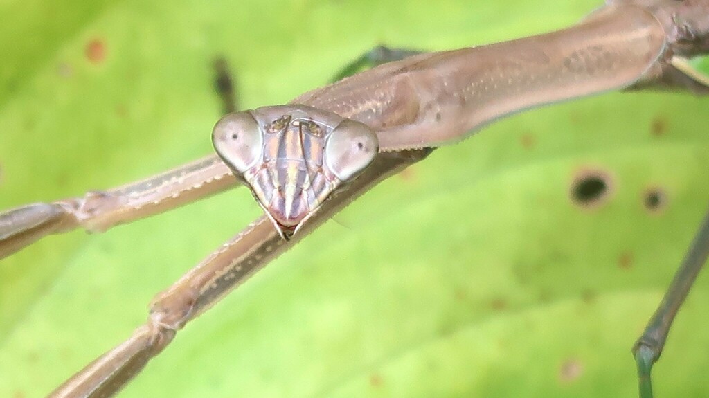 Chinese Mantis from St. Catharines, ON, Canada on October 11, 2023 at ...