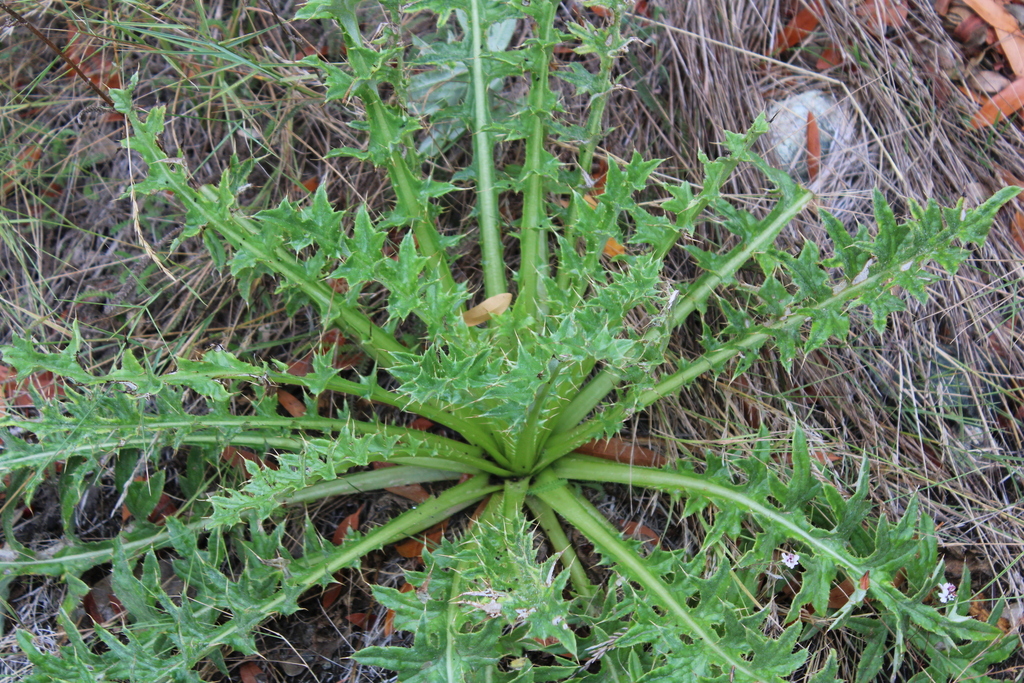 Suisun thistle in October 2023 by Nancy Fox · iNaturalist