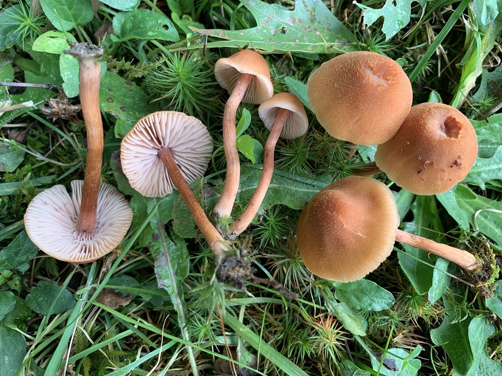 Laccaria nobilis from Scriba Town Park Rd, Oswego, NY, US on October 14 ...