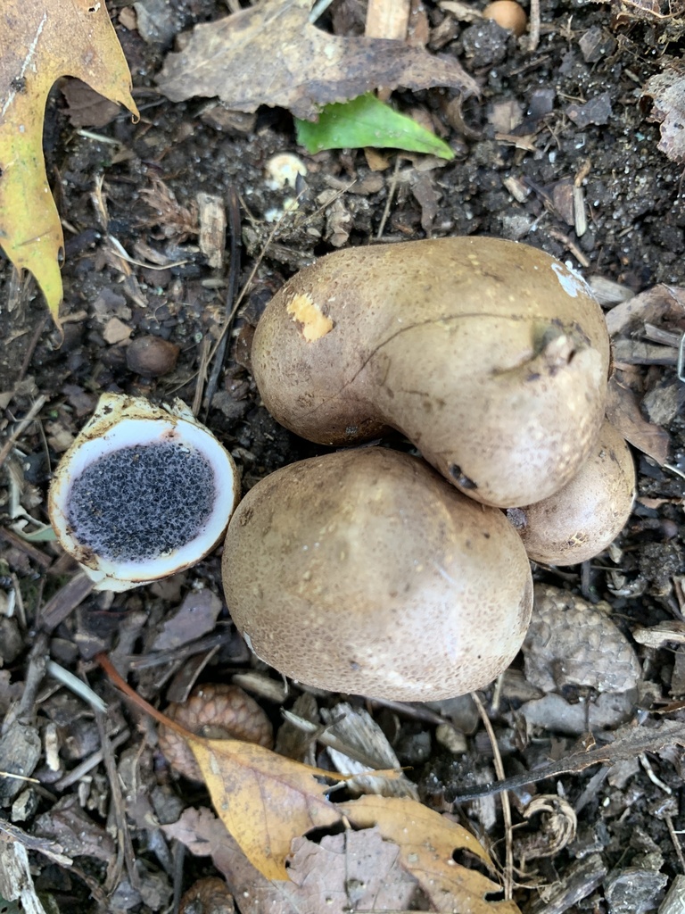 earthballs from Scriba Town Park Rd, Oswego, NY, US on October 14, 2023 ...