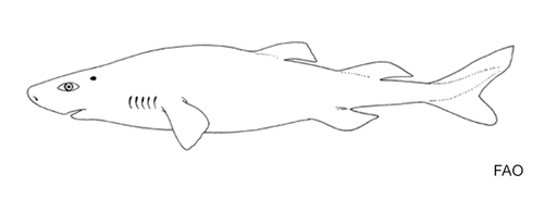 Azores Dogfish (Scymnodalatias garricki) · iNaturalist