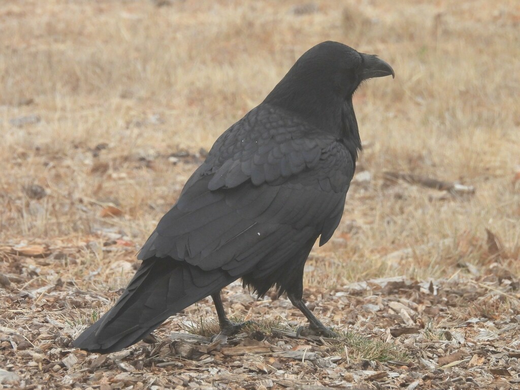 Common Raven from Mt Tamalpais, California 94941, USA on October 9 ...