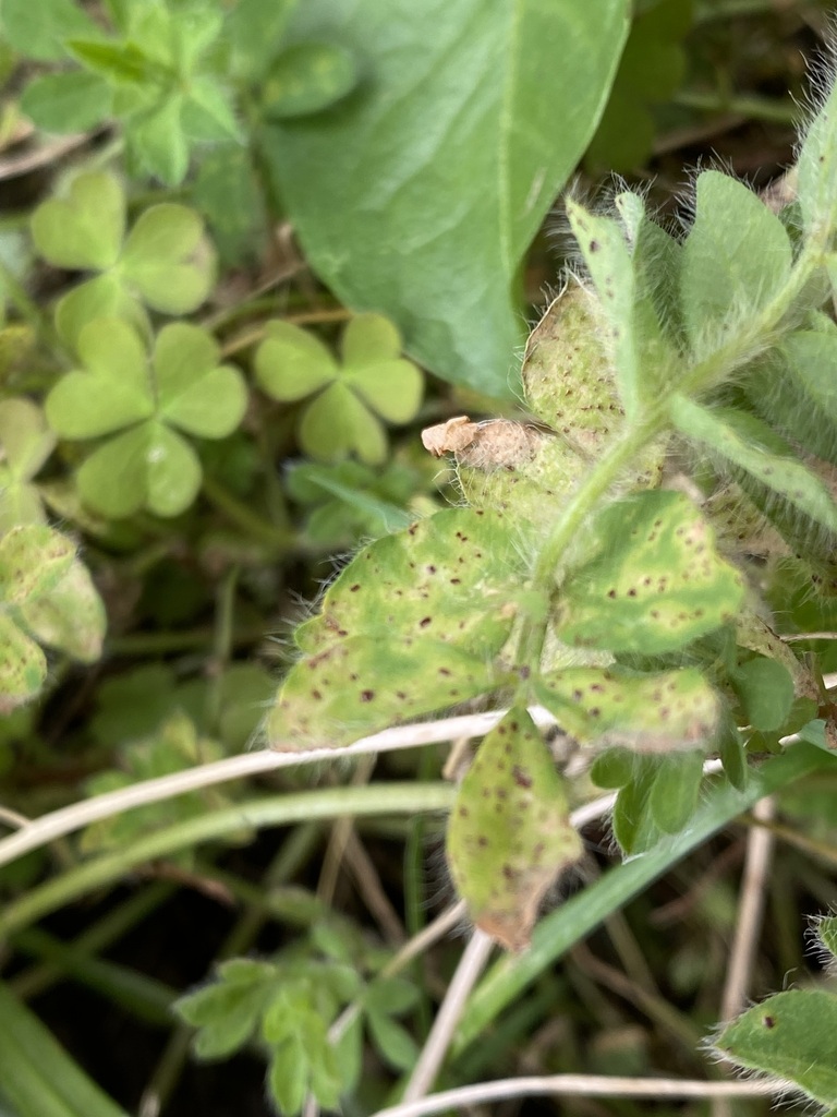rust fungi from Mangawhai, New Zealand on October 13, 2023 at 12:48 PM ...
