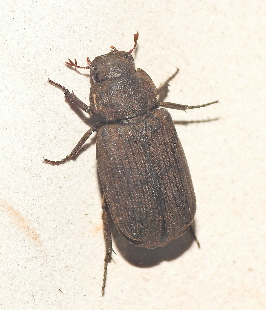 Beetles from Talegalla Weir QLD 4650, Australia on October 14, 2023 at ...