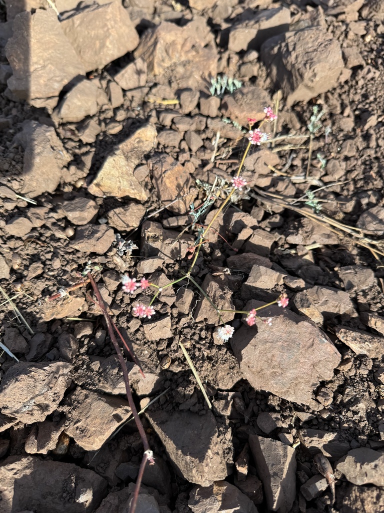 wicker buckwheat from Don Edwards San Francisco Bay National Wildlife ...