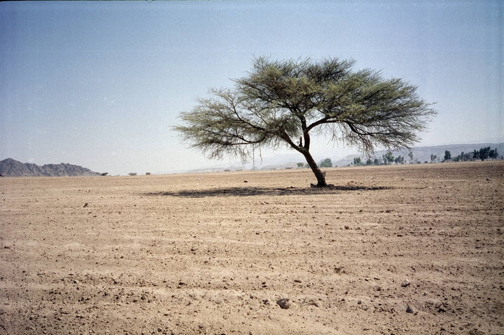 Vachellia tortilis raddiana from Wadi Araba Sub-District, Jordan on ...